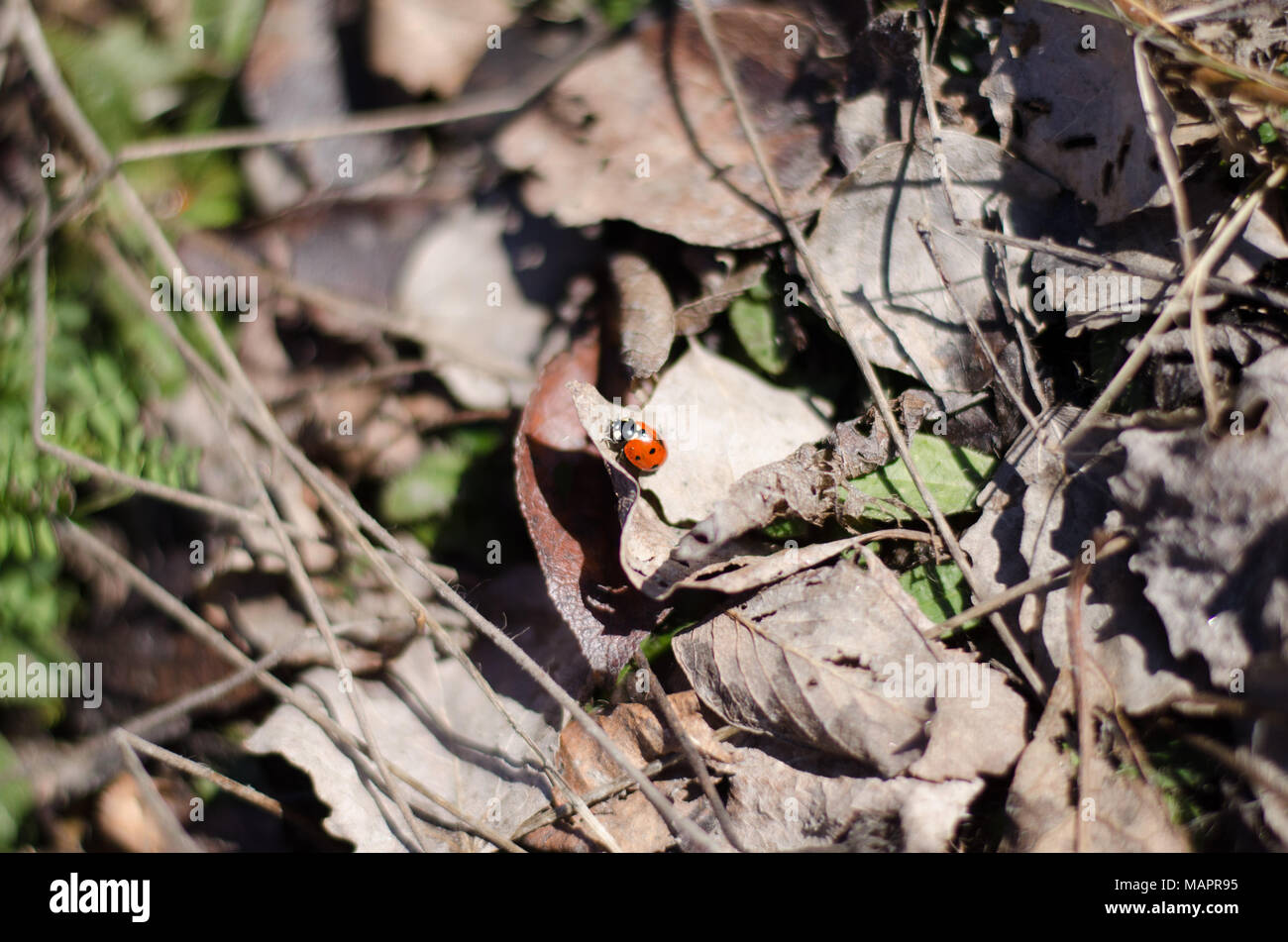 Ladybug on the ground during springtime Stock Photo - Alamy