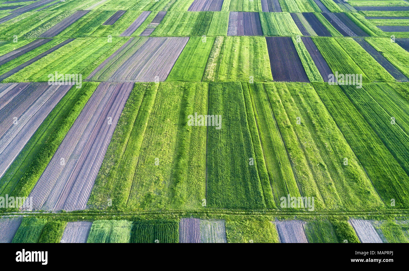 Rows on the field. Natural aerial landscape on the agricultural subject ...