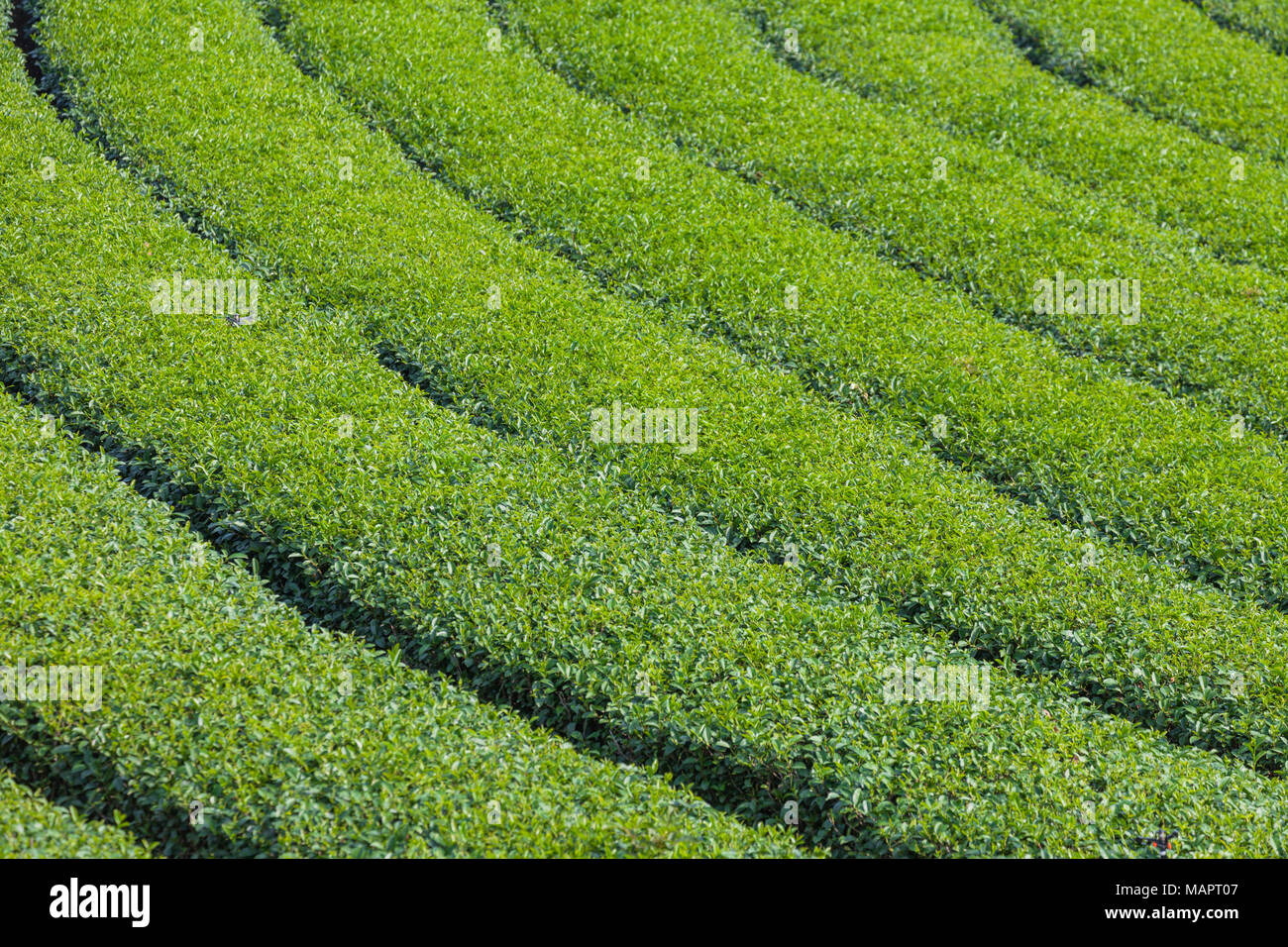 Tea plantation on the hill It requires large space to plant and is made ...