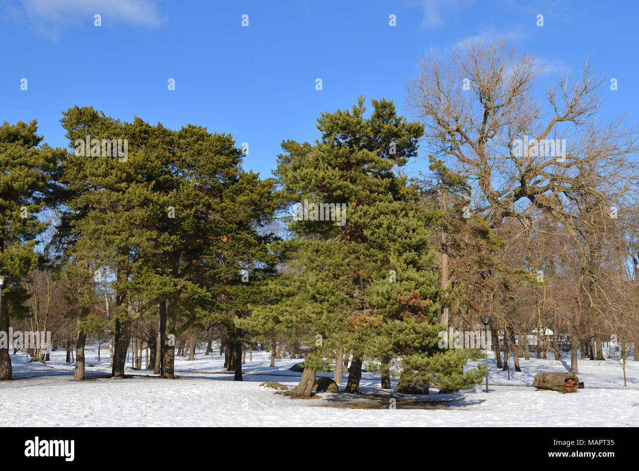 Park Kaivopuisto in early spring in Helsinki, Finland Stock Photo - Alamy