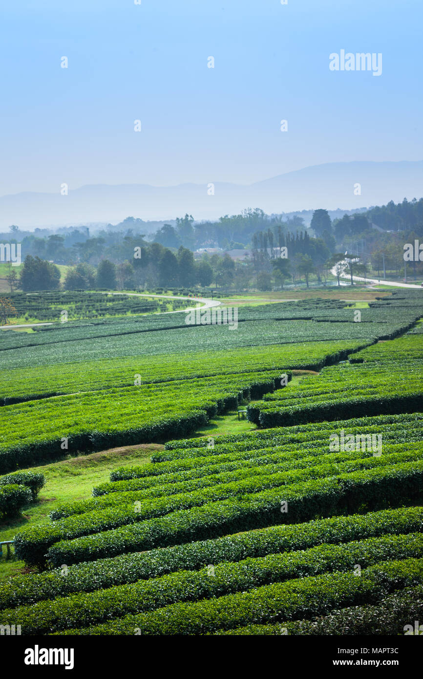 Tea plantation on the hill It requires large space to plant and is made ...