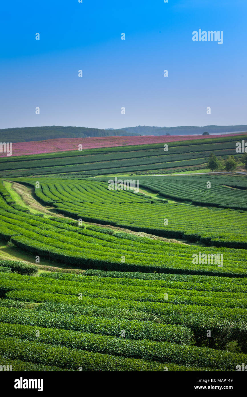 Tea plantation on the hill It requires large space to plant and is made ...
