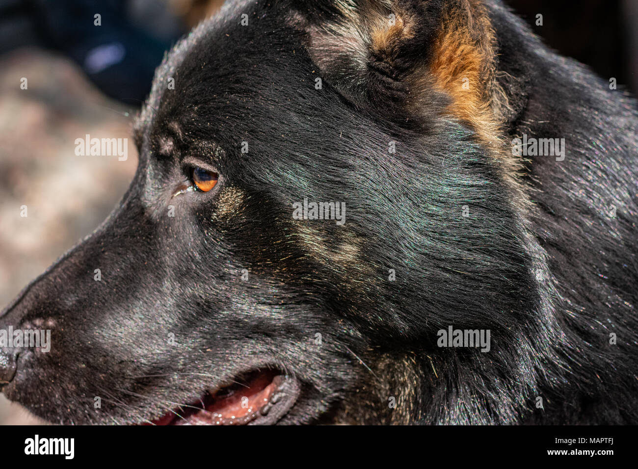 Moning sun hi-res stock photography and images - Alamy
