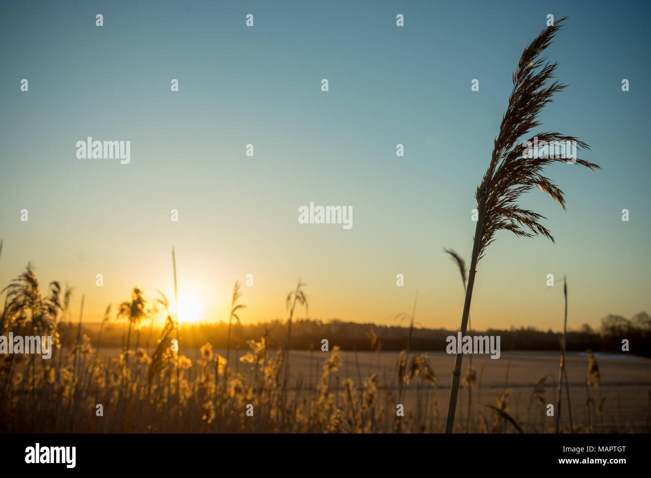 sunrise over a field Stock Photo - Alamy