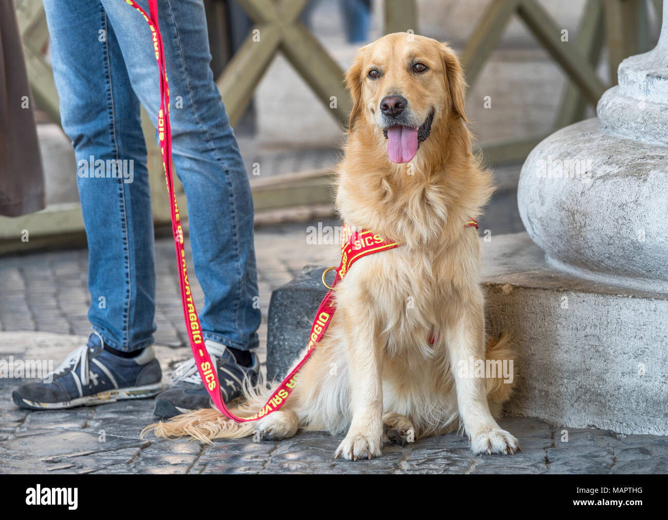 Dog at his master's feet Stock Photo - Alamy