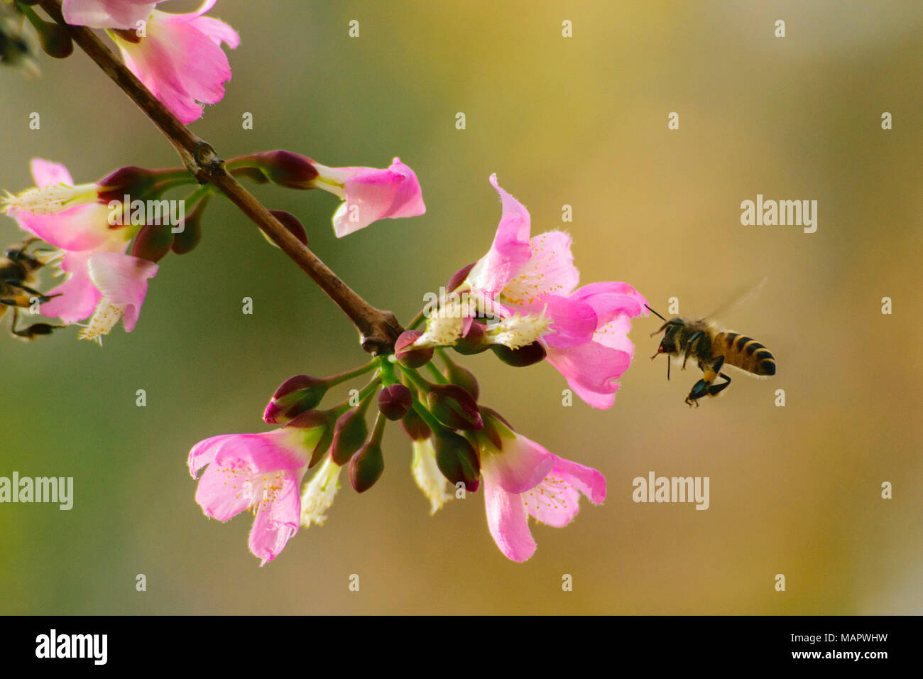 fresh pure naturally pink flowers and bees (pollination Stock Photo - Alamy