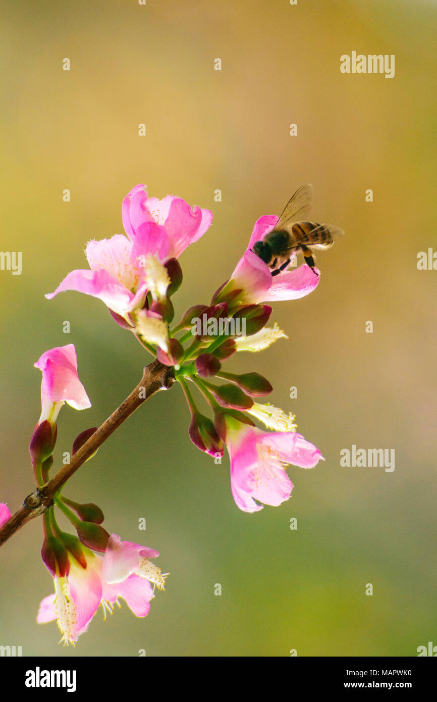 fresh pure naturally pink flowers and bees (pollination Stock Photo - Alamy