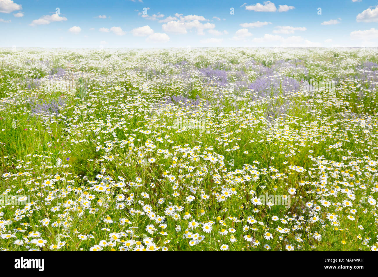 Field with daisies and blue sky, focus on foreground. Shallow depth of ...