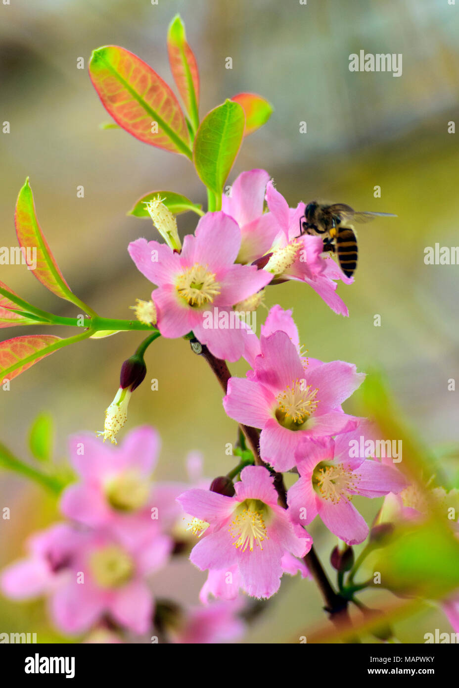 fresh pure naturally pink flowers and bees (pollination Stock Photo - Alamy