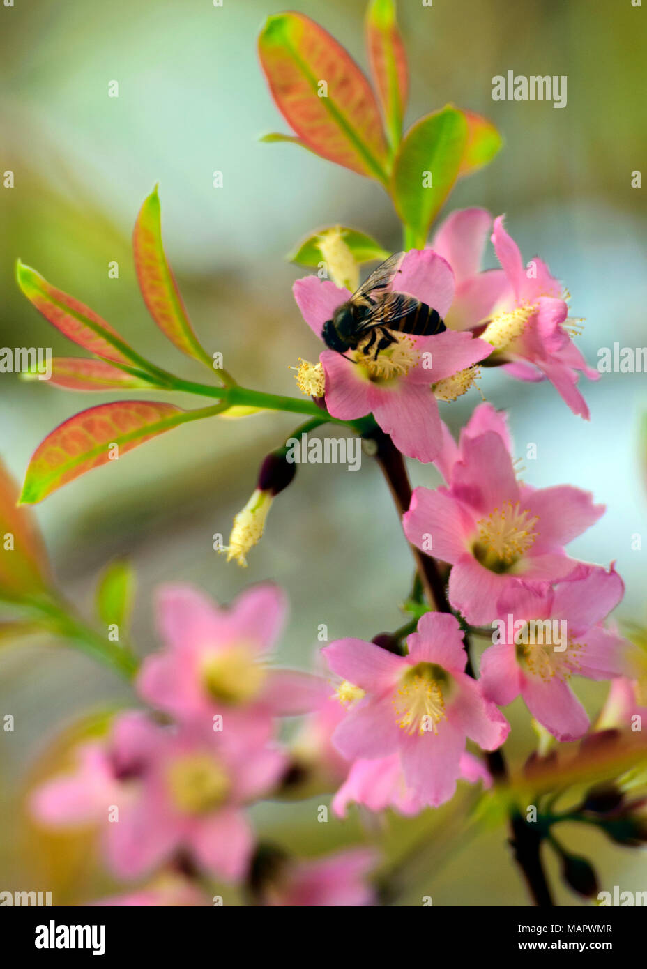 fresh pure naturally pink flowers and bees (pollination Stock Photo - Alamy