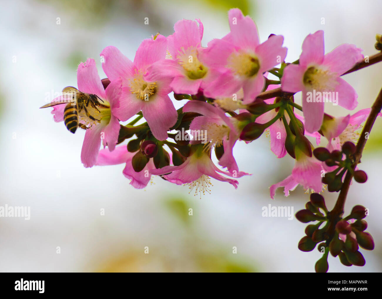 fresh pure naturally pink flowers and bees (pollination Stock Photo - Alamy