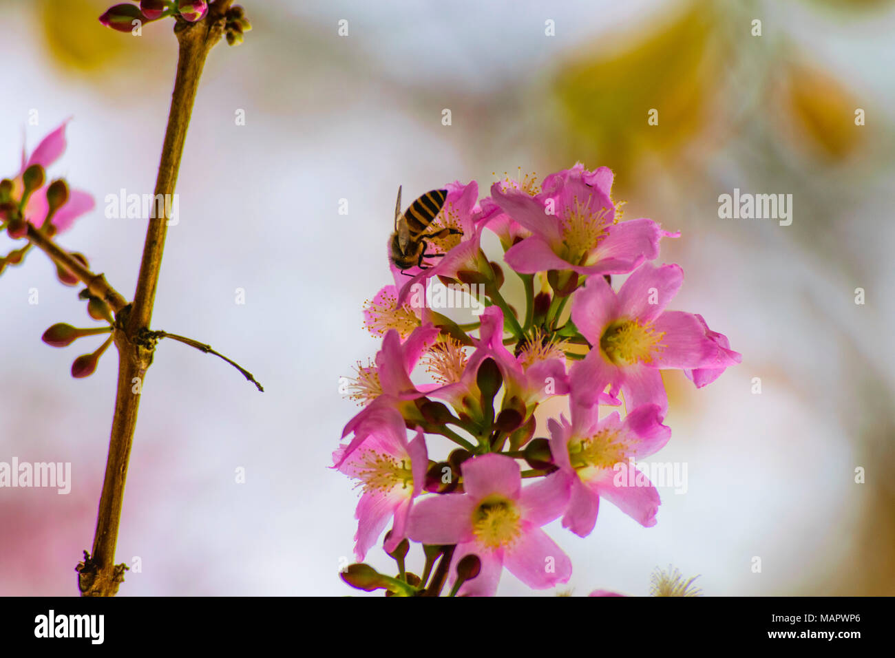 fresh pure naturally pink flowers and bees (pollination Stock Photo - Alamy