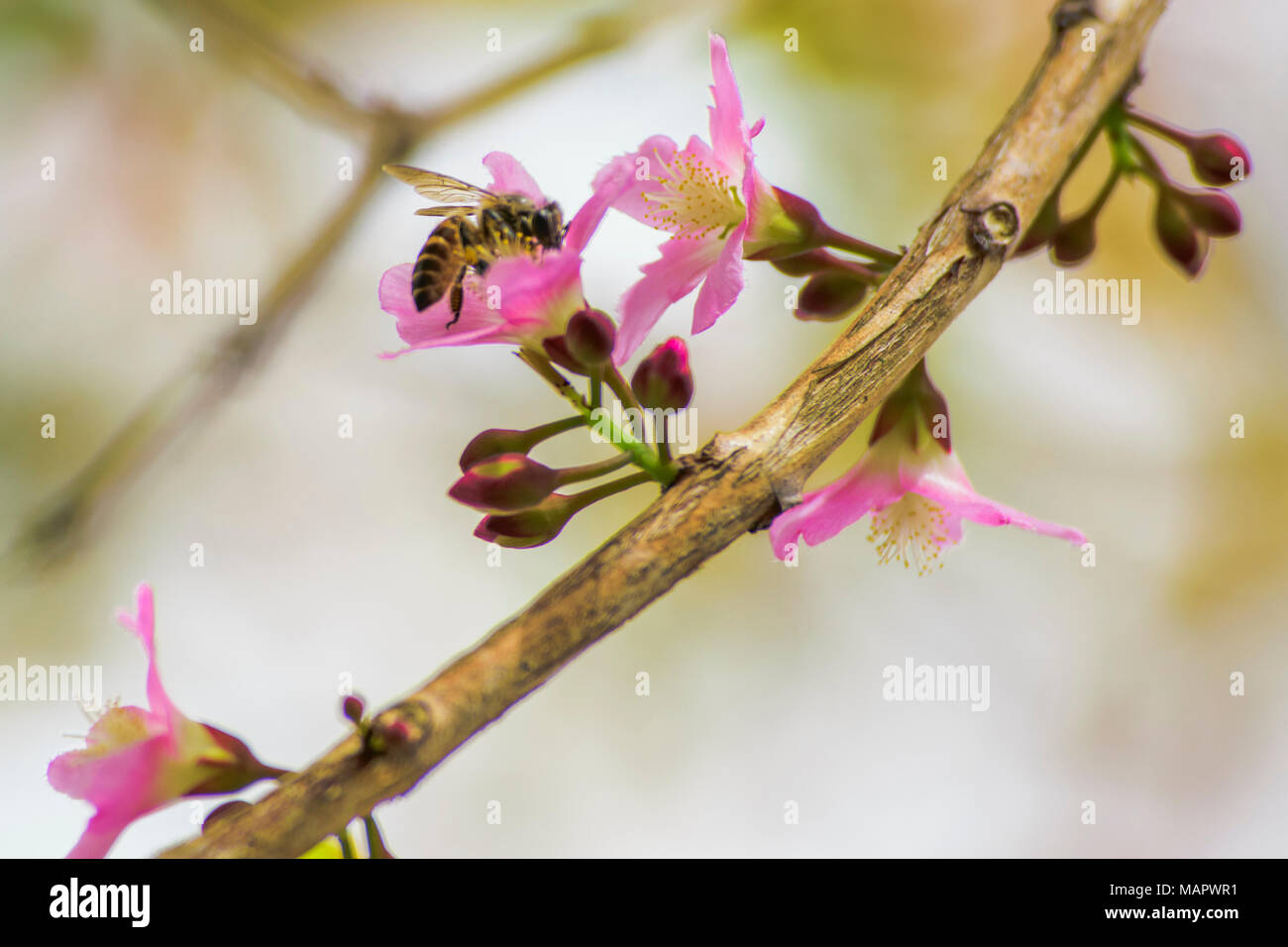 fresh pure naturally pink flowers and bees (pollination Stock Photo - Alamy