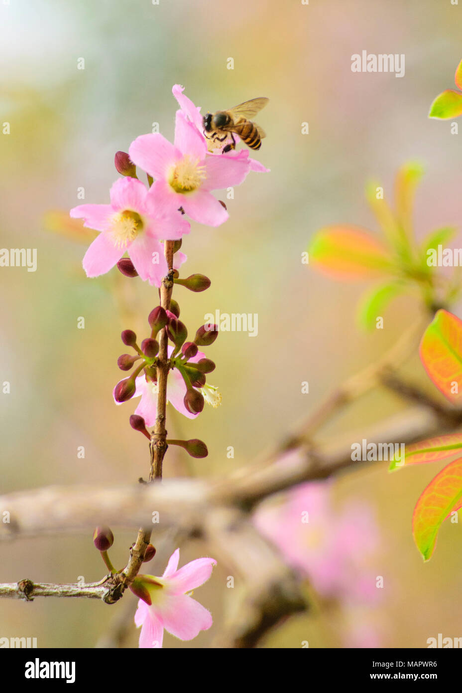 fresh pure naturally pink flowers and bees (pollination Stock Photo - Alamy