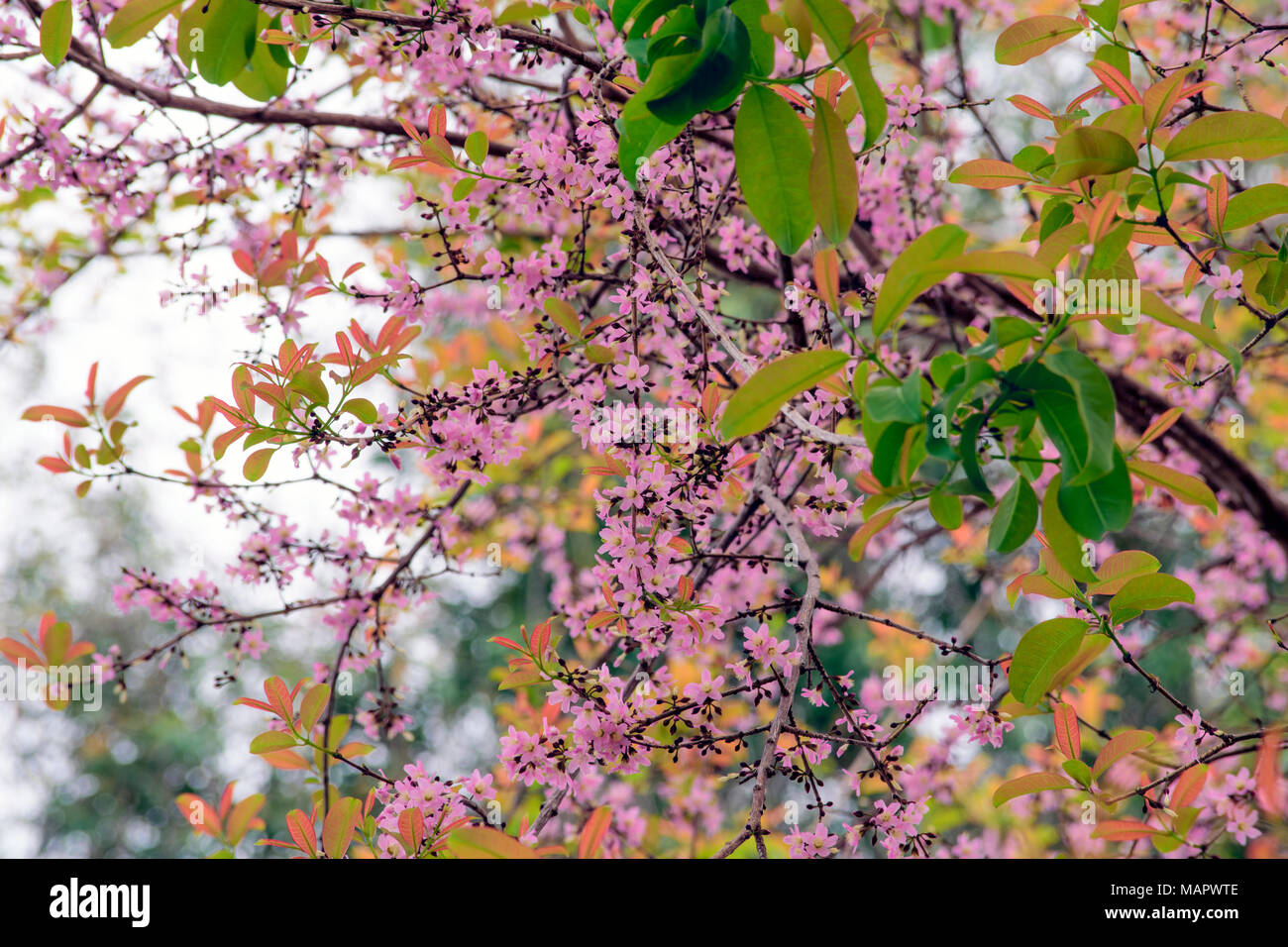 fresh pure naturally pink flowers and bees (pollination Stock Photo - Alamy