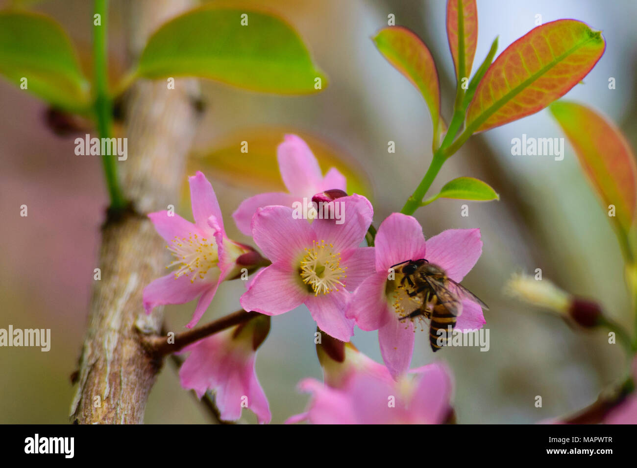 fresh pure naturally pink flowers and bees (pollination Stock Photo - Alamy