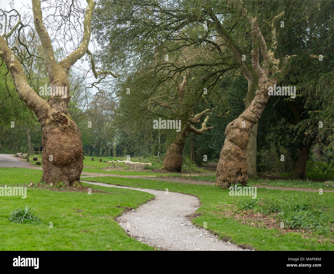 Boonyi hi-res stock photography and images - Alamy