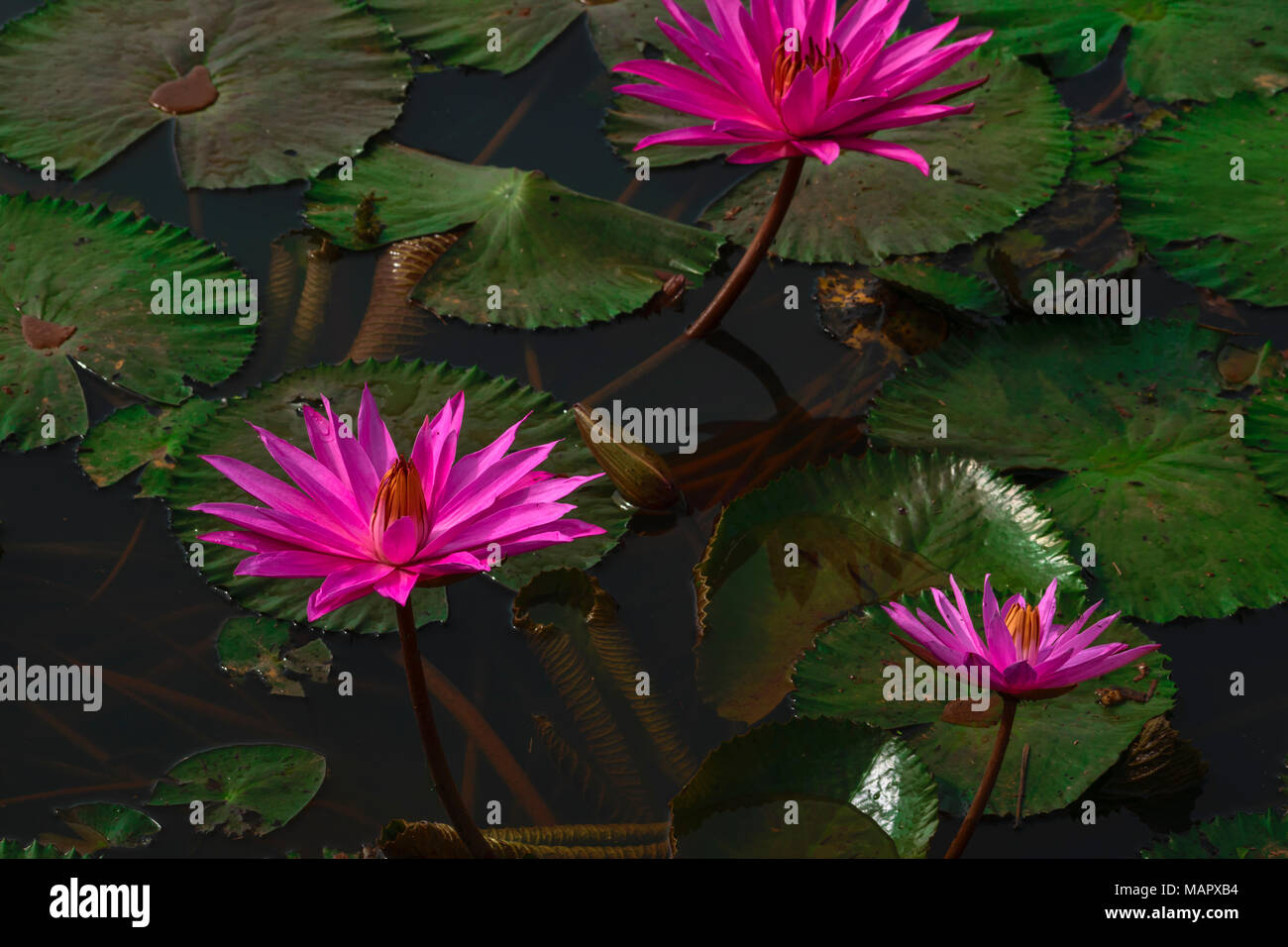 Pink river lily hi-res stock photography and images - Alamy