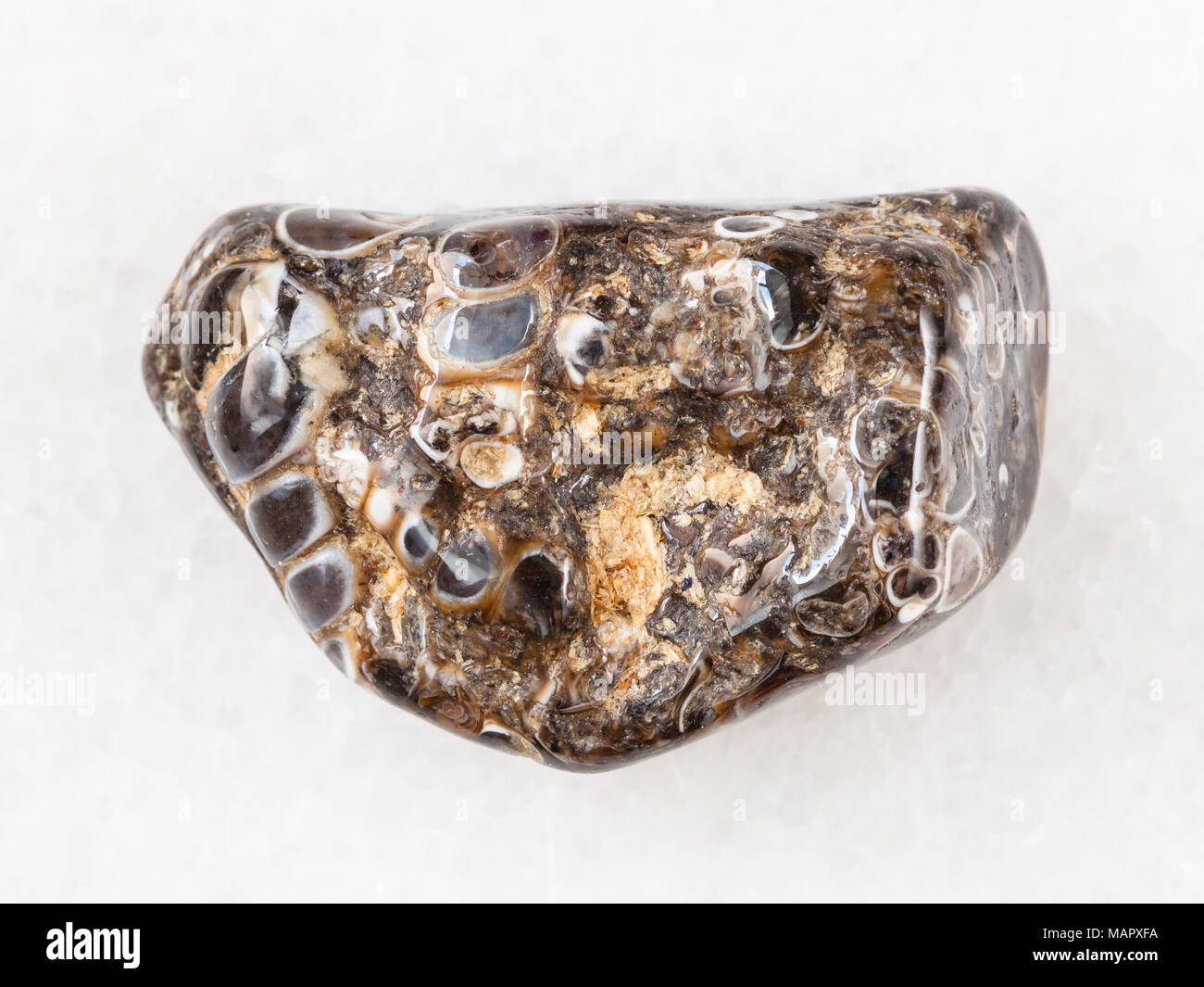 macro shooting of natural mineral rock specimen - tumbled Turritella ...