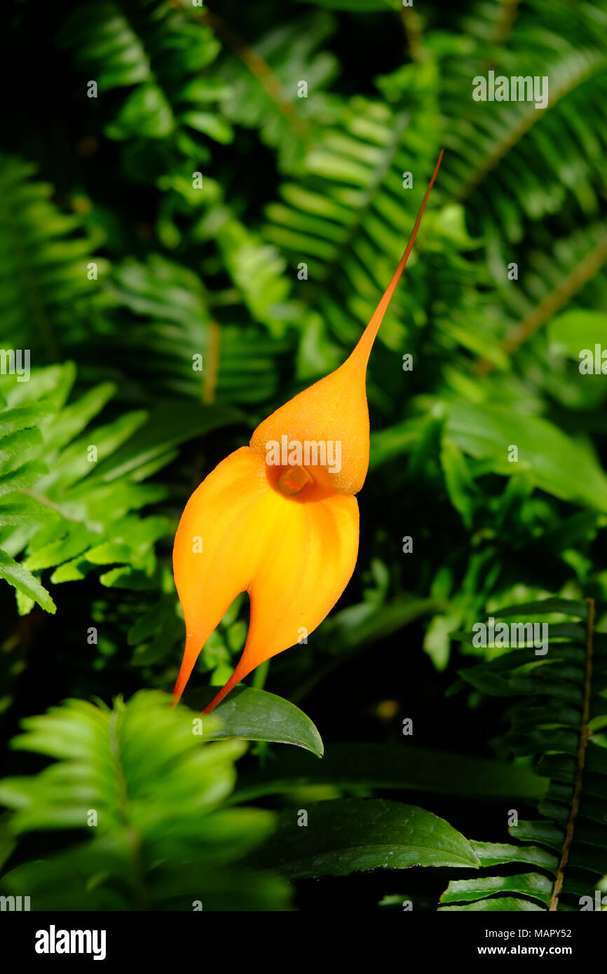 Orchid fern hi-res stock photography and images - Alamy