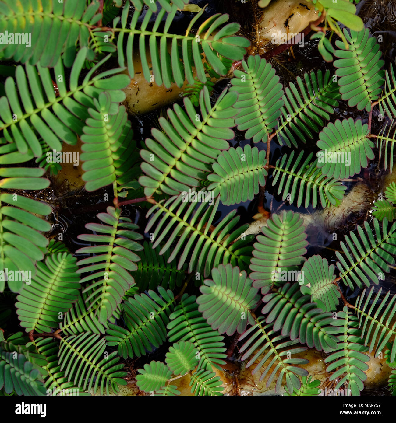 Sensitive neptunia hi-res stock photography and images - Alamy