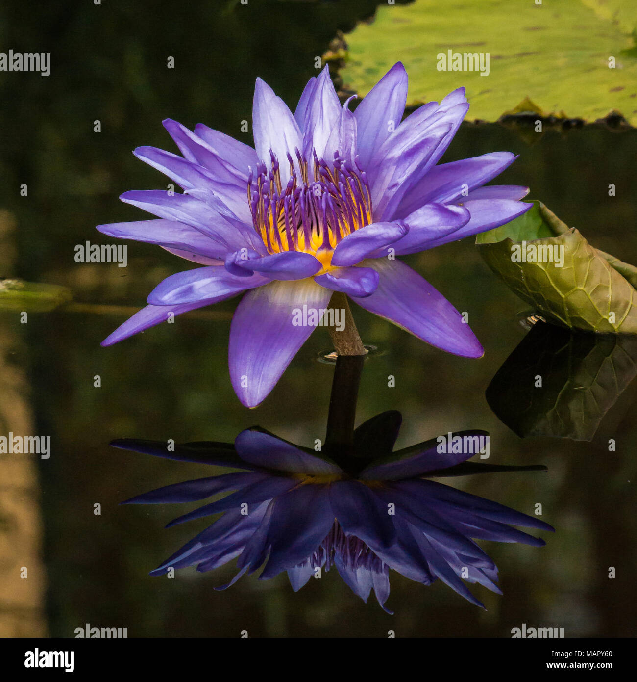 A purple water lily reflection Stock Photo - Alamy