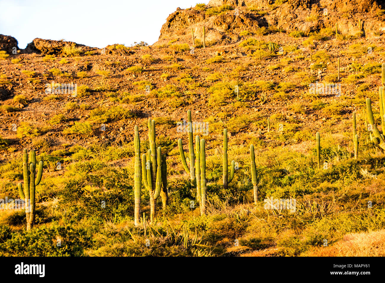 Cactus and mountains dot the landscape, five miles north of the city of ...