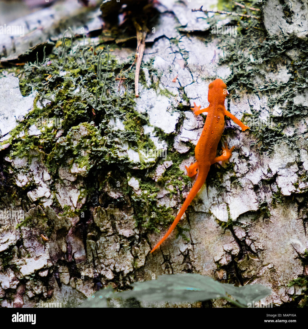 Red Eft Newt High Resolution Stock Photography and Images - Alamy