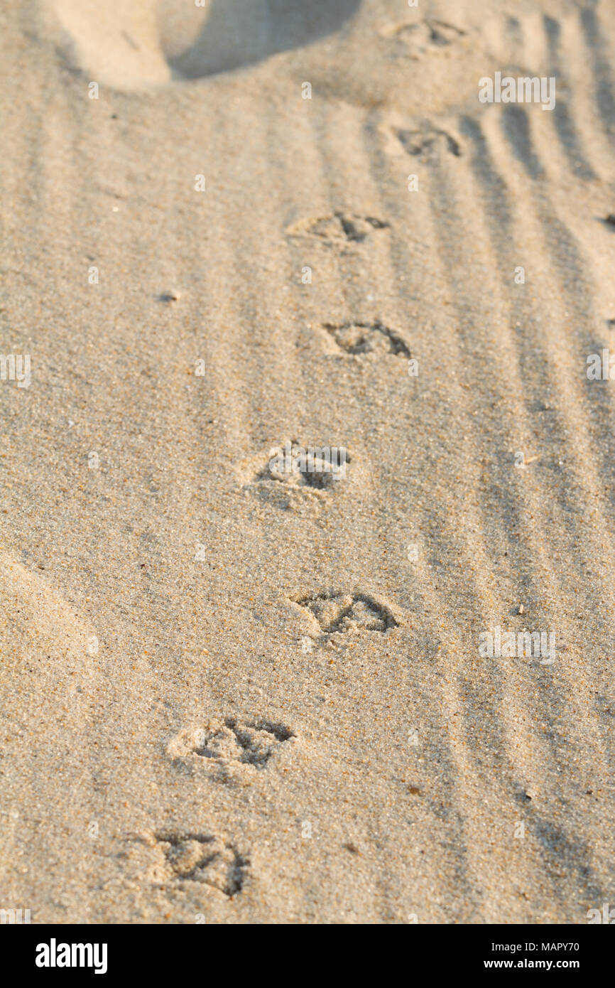 Seagull tracks hi-res stock photography and images - Alamy