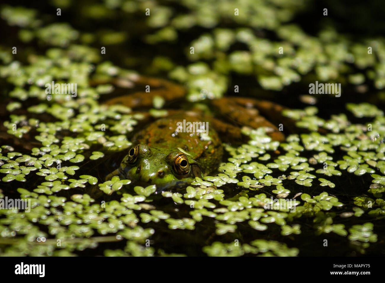 Green frog floating in a pond Stock Photo - Alamy