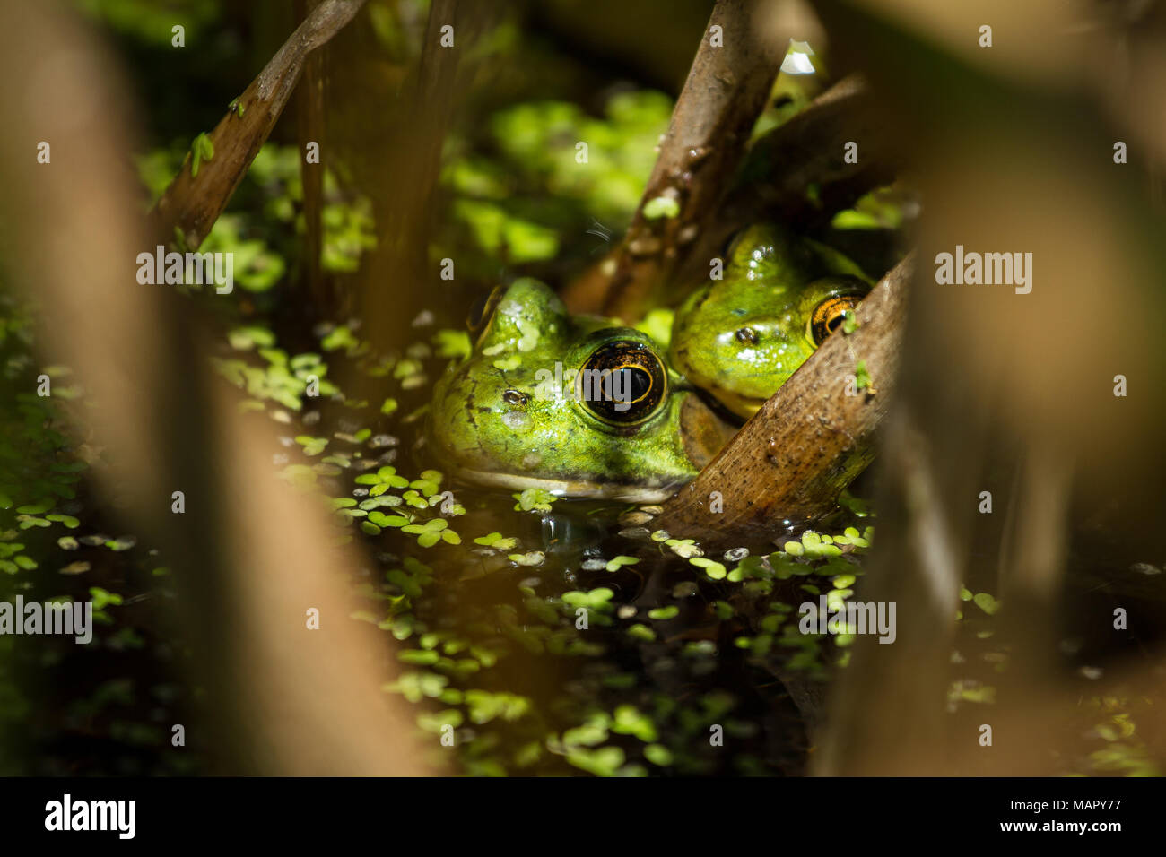 Frogs reeds pond hi-res stock photography and images - Alamy