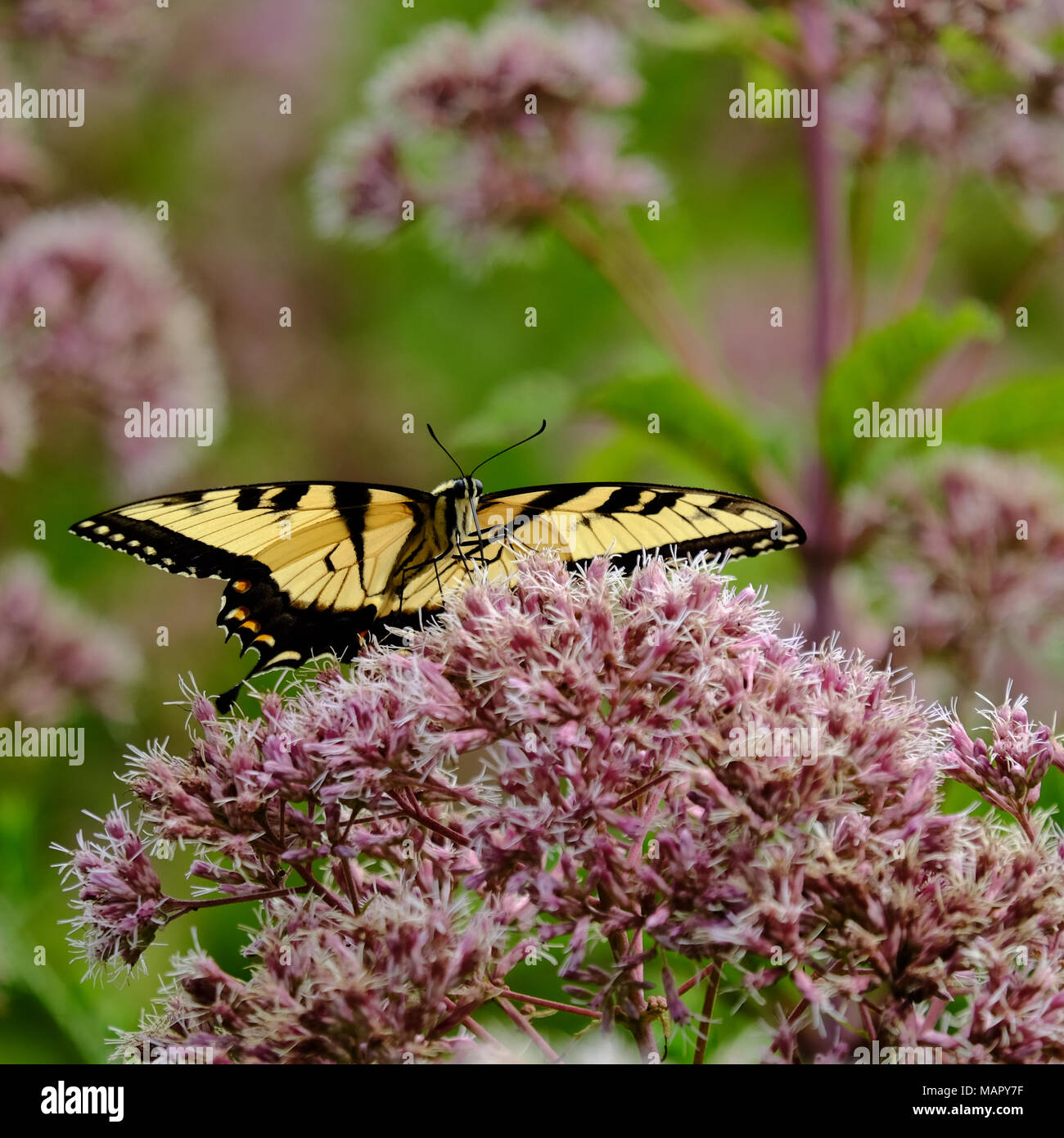 Butterfly in a meadow hi-res stock photography and images - Alamy