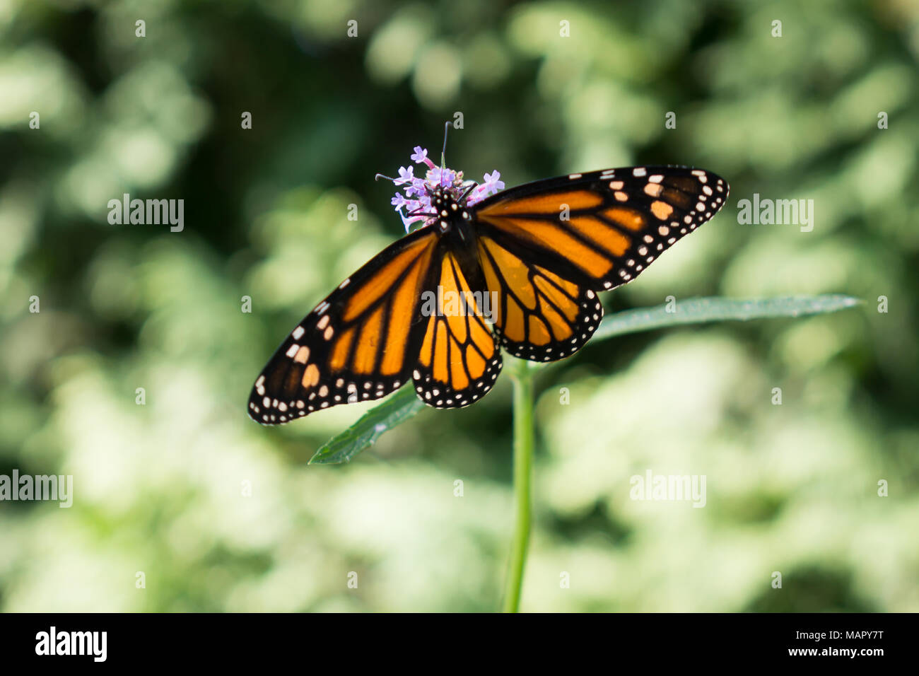 Monarch butterfly image hi-res stock photography and images - Alamy