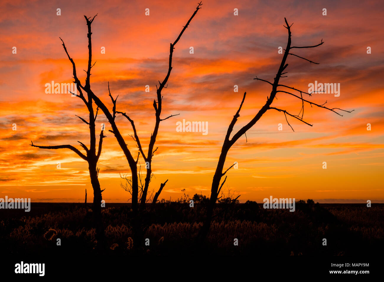 Dead trees at sunrise hi-res stock photography and images - Alamy