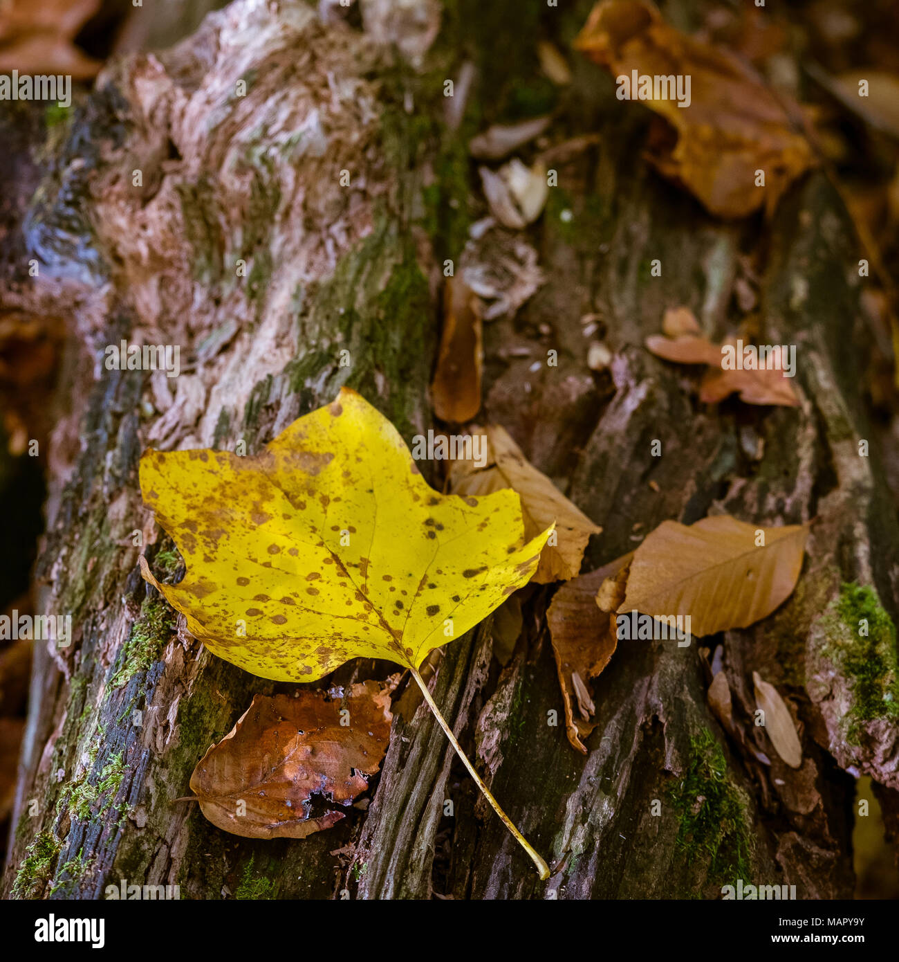 Yellow leaf on a log Stock Photo - Alamy