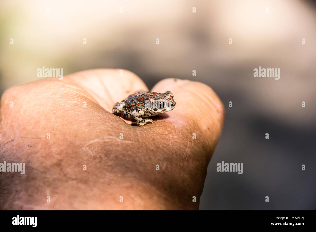 A tiny little frog with red spots on its back. Name unknown. Baja ...
