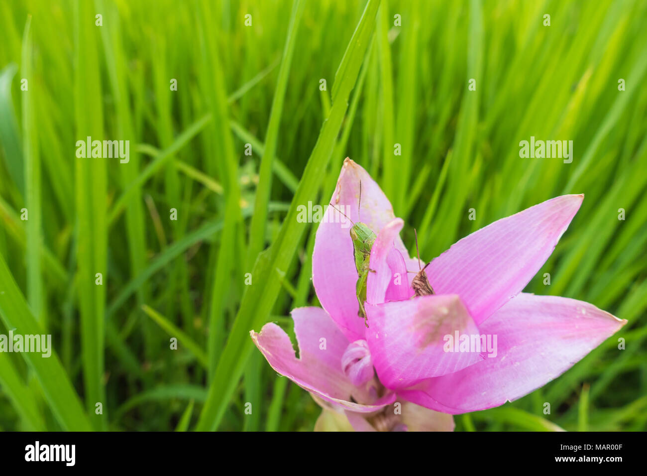 plant in the morning light at the mountain Stock Photo - Alamy