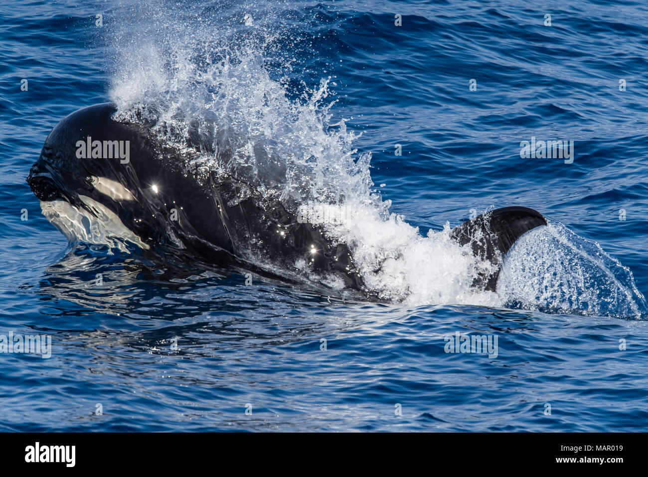 A young Type D (sub-Antarctic) killer whale (Orcinus orca), surfacing ...