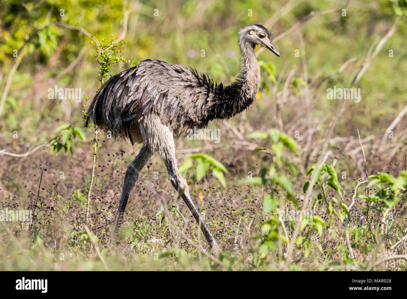 An adult greater rhea (Rhea americana), Pousado Rio Claro, Mato Grosso ...