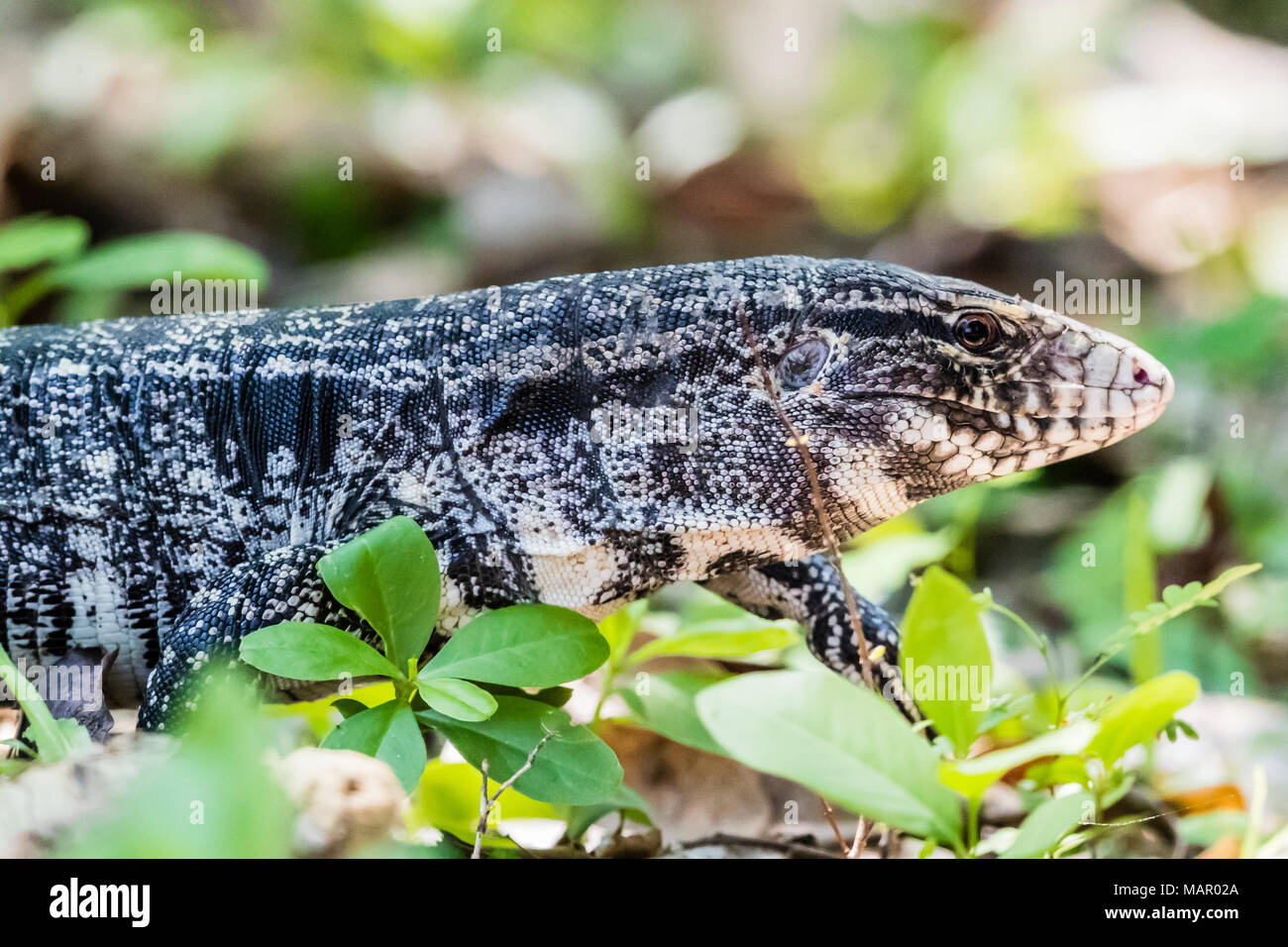 Argentine tegu salvator merianae hi-res stock photography and images ...