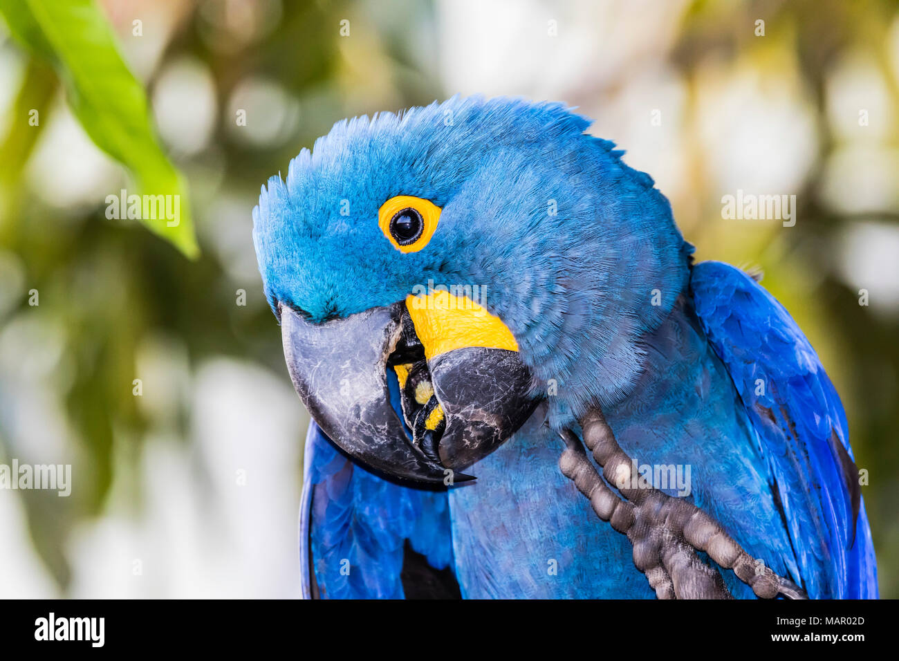 An adult hyacinth macaw (Anodorhynchus hyacinthinus), Pousado Rio Claro ...