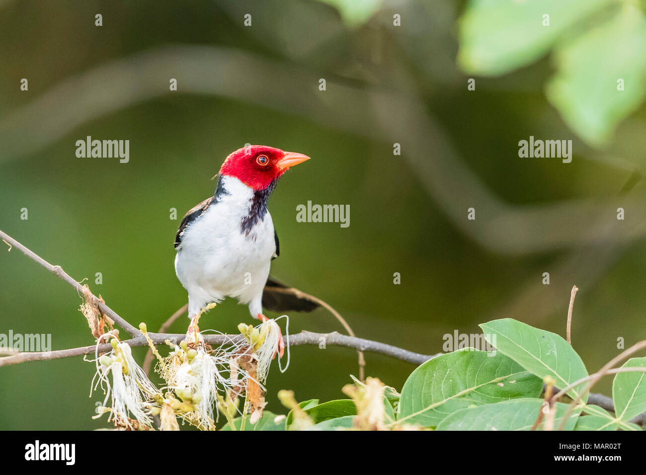 Adult yellow billed cardinal hi-res stock photography and images - Alamy