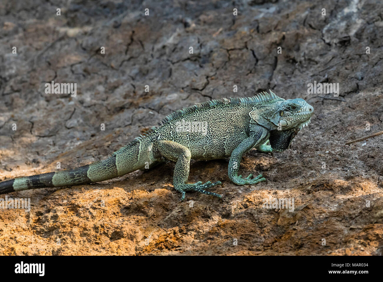 An adult green iguana (Iguana iguana), Pousado Rio Claro, Mato Grosso ...