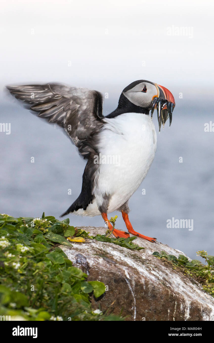 Adult Atlantic puffin (Fratercula arctica), with small fish caught in ...