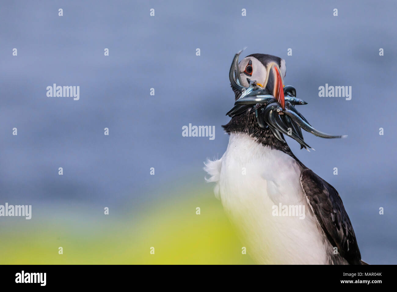 Adult Atlantic puffin (Fratercula arctica), with small fish caught in ...