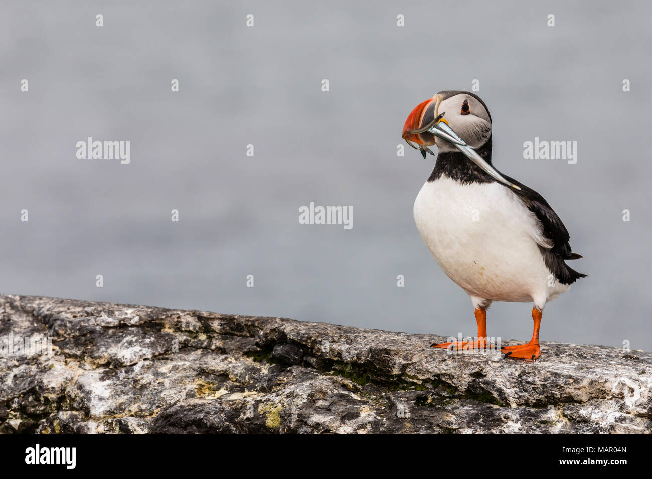 Adult Atlantic puffin (Fratercula arctica) with small fish, Vigur ...
