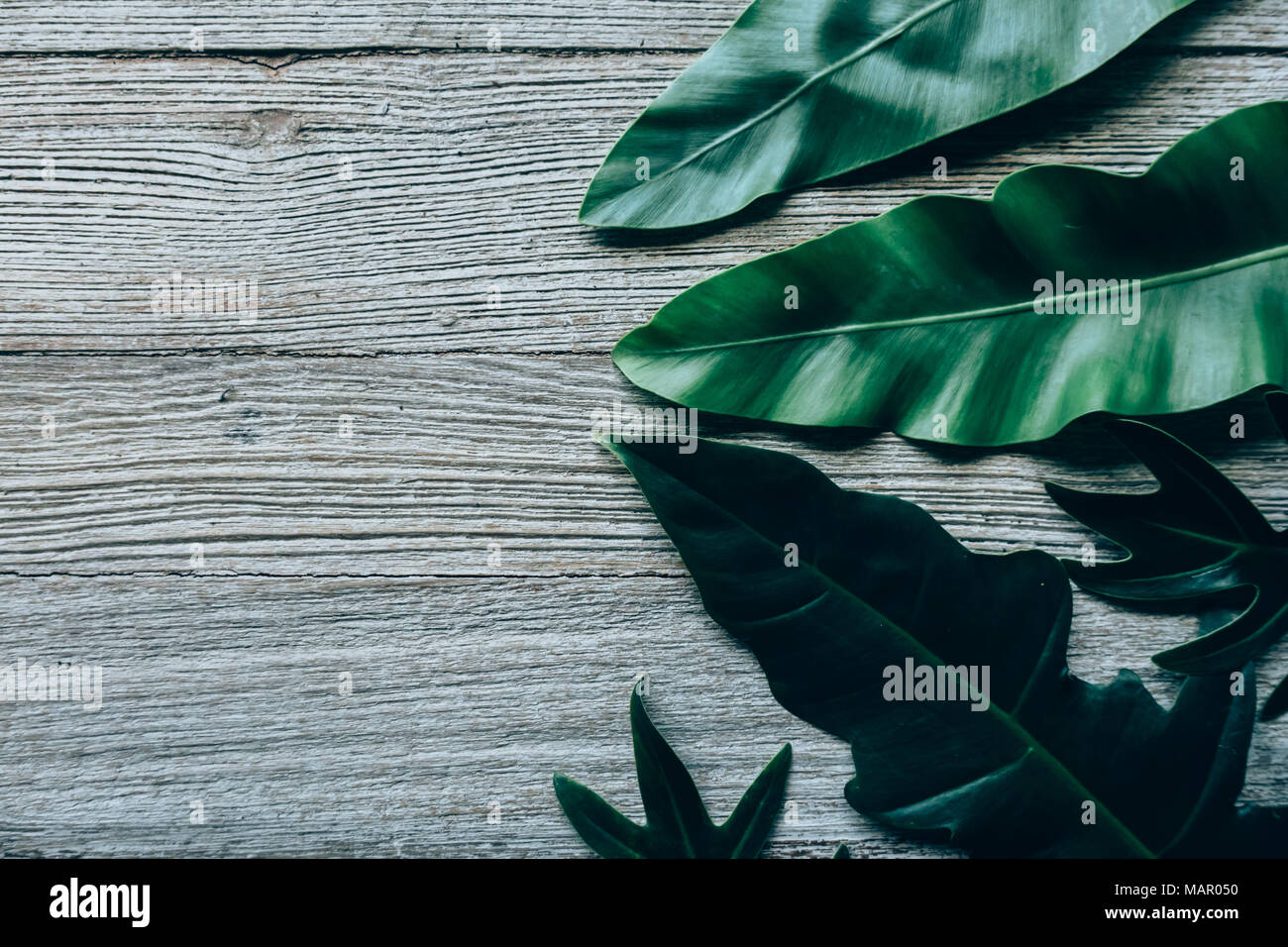 Creative layout made of green leaves. Flat lay. Nature concept Stock ...