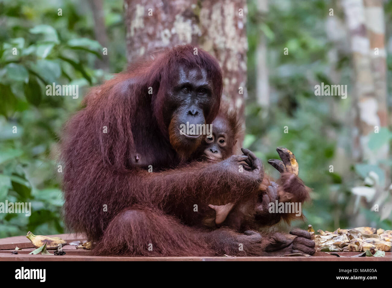 Mother and baby Bornean orangutan (Pongo pygmaeus), Camp Leakey, Borneo ...