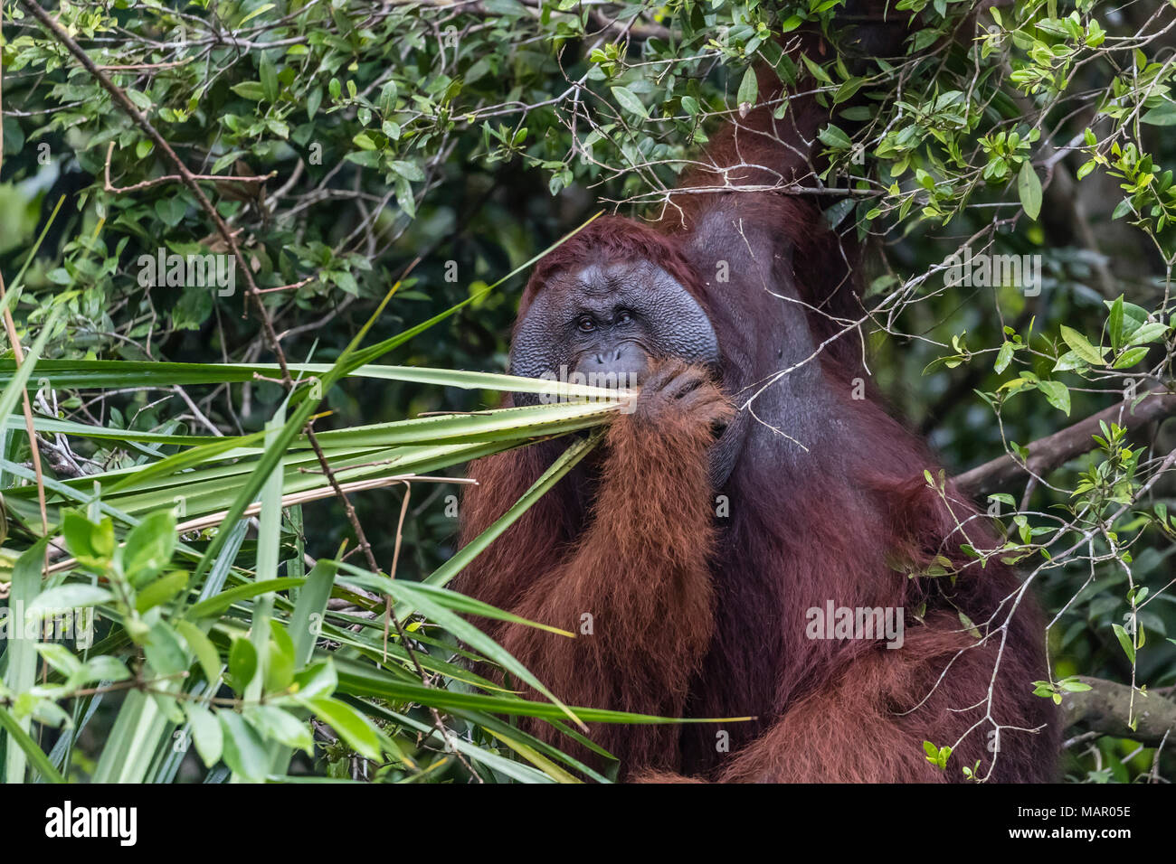 Wild male Bornean orangutan (Pongo pygmaeus), on the Sekonyer River ...