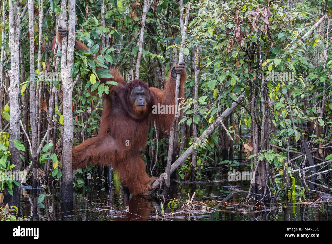Wild male Bornean orangutan (Pongo pygmaeus), on the Buluh Kecil River ...